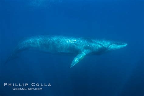 Whale Triple Header Blue Whales Humpback Whales Fin Whales Del Mar