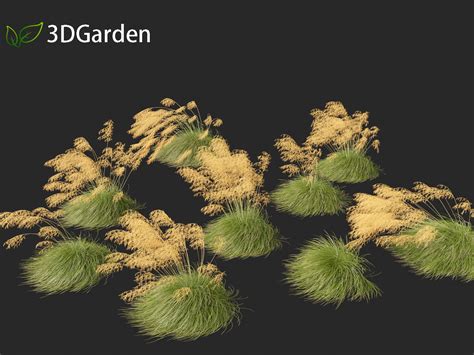Stipa Gigantea Giant Feather Grass 02 3d Model 3dgardenplants