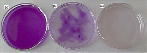 Adsorption Steps Of Cv Dye A Cv Dye Before Adsorption B Cv Loaded Onto