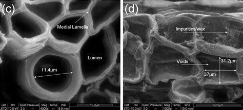 Figure 1 From Characterization Of A Novel Natural Cellulosic Fiber From