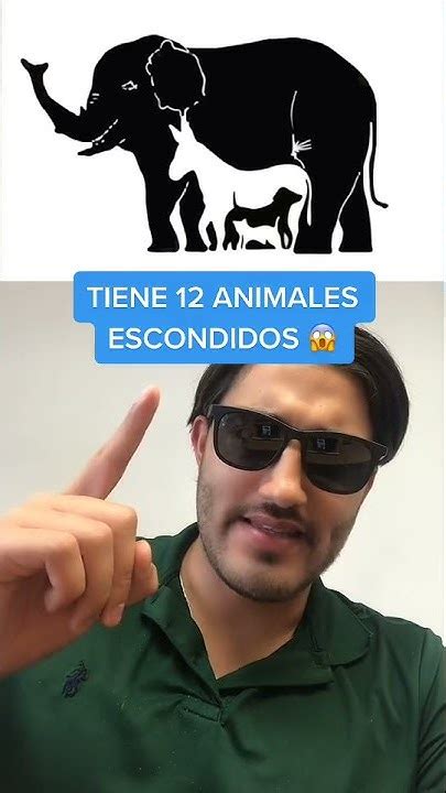 Ilusión óptica Cuántos Animales Ves Youtube