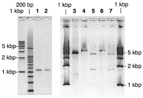 Agarose Gel Analysis Of Lace Pcr Products And The Extracted Recombinant Download Scientific