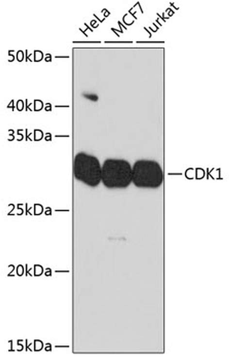 Cdk1 Recombinant Monoclonal Antibody Arc0592 Ma5 35108