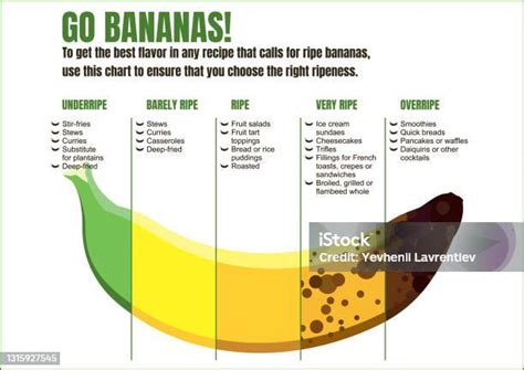 바나나를 먹을 때 다른 조리법에 대한 사용 차트 다양한 익은 바나나 제품 잘 익지 않은 바나나의 특성 절대 채식주의자에 대한 스톡 벡터 아트 및 기타 이미지 Istock