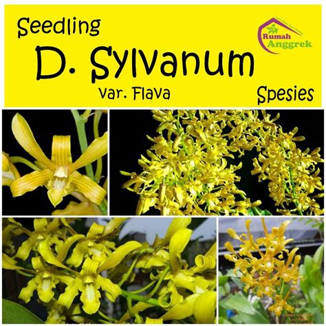 Jual Seedling Anggrek Dendrobium Sylvanum Var Flava Spesies Langka