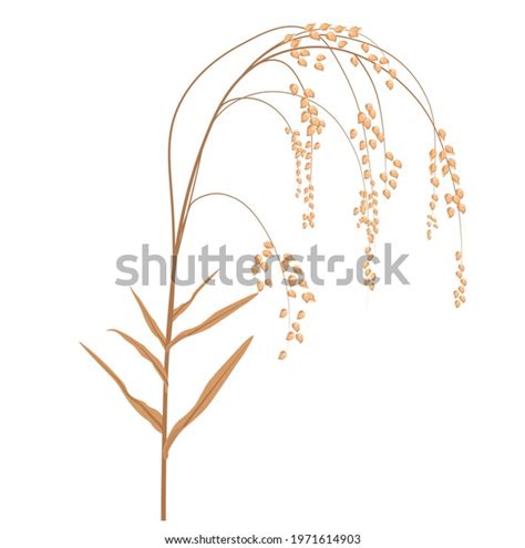 Ragi Field Over 1 Royalty Free Licensable Stock Vectors And Vector Art