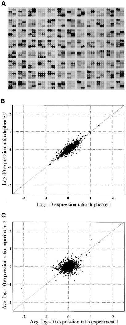 Array Quality And Variation Within And Between Experiments Download