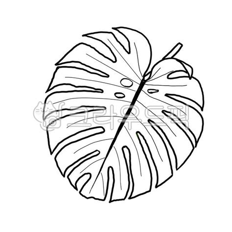 트로피컬 트로피컬나뭇잎 몬스테라 열대식물 열대 사진이미지일러스트캘리그라피 Jhsarah작가