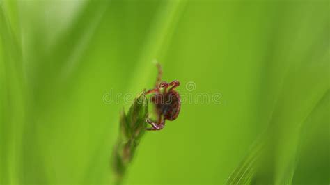 Tick Or Ixodes Ricinus Waiting For Its Victim On A Grass Blade