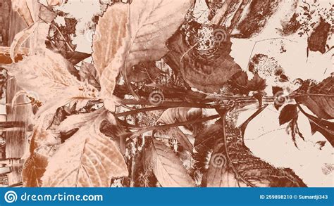 Plant Photography Illustration Brownish Beige Color Stock
