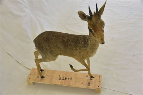 柯氏犬羚 长江文明馆