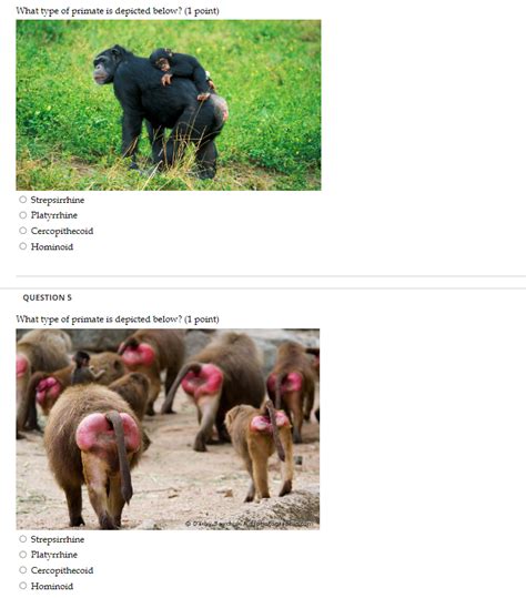 What Type Of Primate Is Depicted Below 1 Point