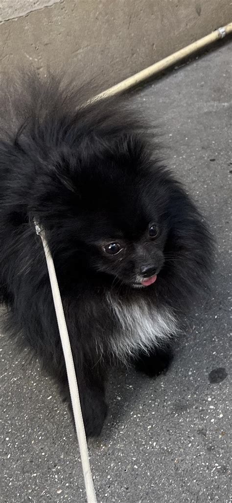 Little Pom Dont Know Whats Going On Rpomeranians