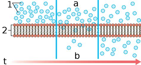 0305simplediffusionacrossplasmamembranelabeled Future Science