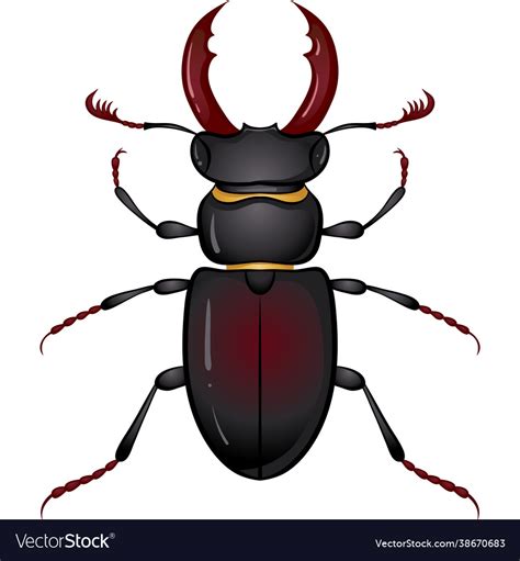 Insect Stag Beetle Royalty Free Vector Image VectorStock