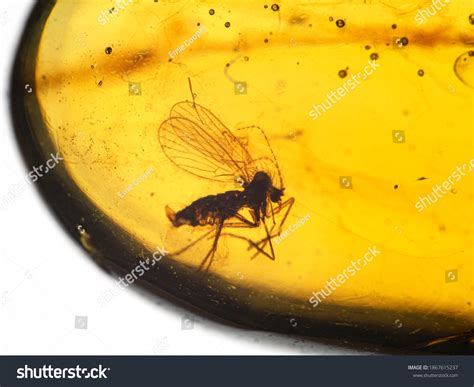 2 092 Fossilized Tree Resin Images Stock Photos Vectors Shutterstock