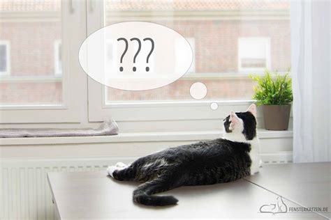 Was Sollte Man Sich Vor Der Aufnahme Einer Katze Fragen Ratgeber