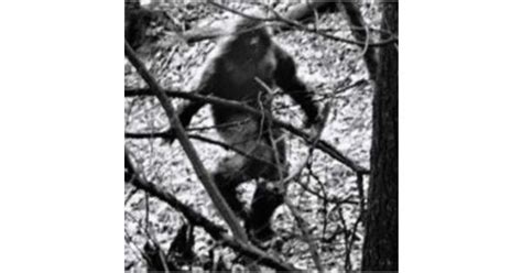 50 Classified Scary Sasquatch Encounter Horror Stories Horror Den Of