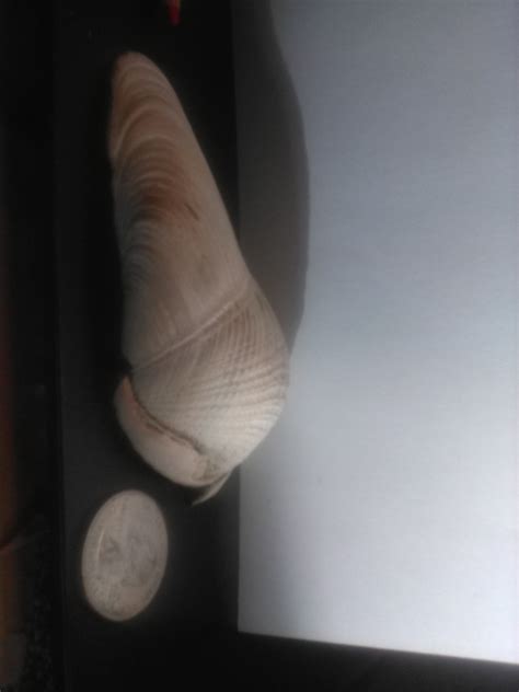 Fossil Clam Shell Fossil ID The Fossil Forum