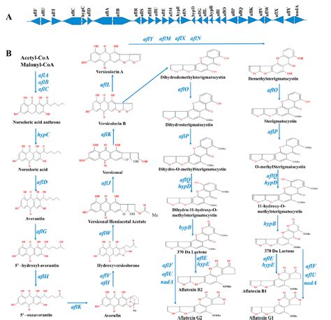 Fungi And Mycotoxins Aspergillus BiŌnte
