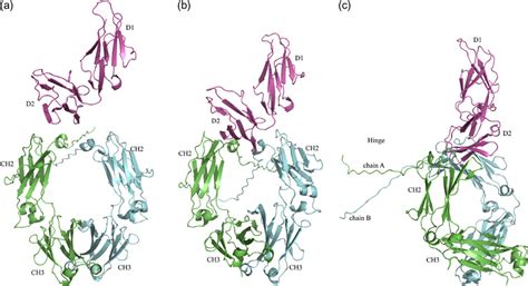 Figure 1 From Engineering Of The Upper Hinge Region Of Human Igg1 Fc Enhances The Binding