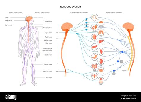Autonomic Nervous System Hi Res Stock Photography And Images Alamy