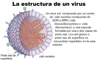 La Estructura De Un Virus Icarito