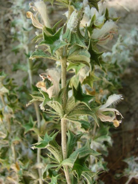 Атлас дикорастущих лекарственных растений Узбекистана