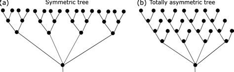 Illustration Of Symmetric” And Totally Asymmetric” Trees With Four