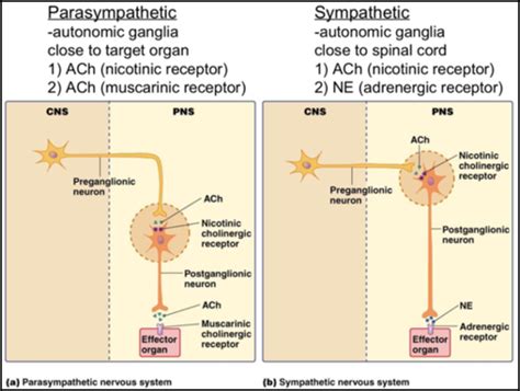 Exam Chapter Flashcards Quizlet