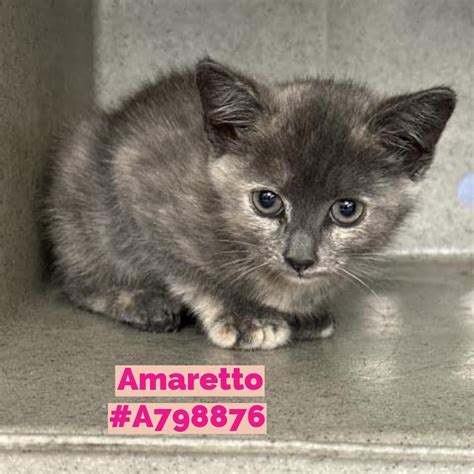 ️sweet Dilute Tortie With Leg Fracture ️needs Pledges To Offset Medical