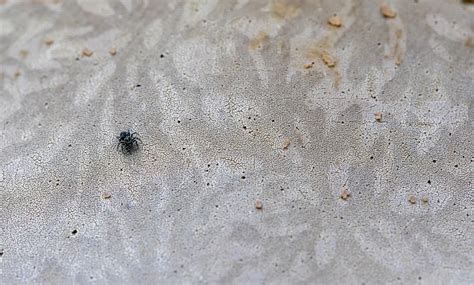 Spider Pattern Insect Free Photo On Pixabay Pixabay