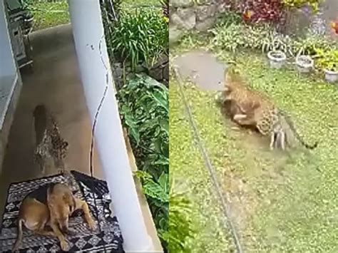 Animal Attack Video पालतू कुत्ते को मार ही देता तेंदुआ मगर मालिक ने