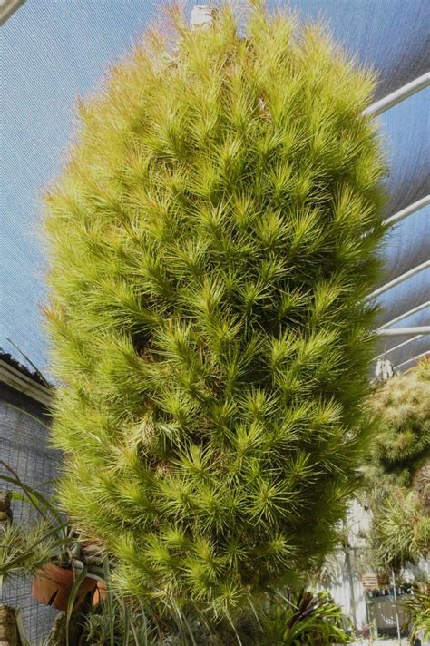 Tillandsia Funckiana | Succulent City