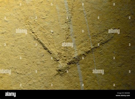 Fossil Insect Preserved In Solnhofen Limestone Germany Jurassic Age