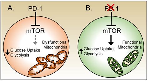 Pd 1 And Mtor Modulate Metabolism In Exhausted T Cells A During Download Scientific Diagram