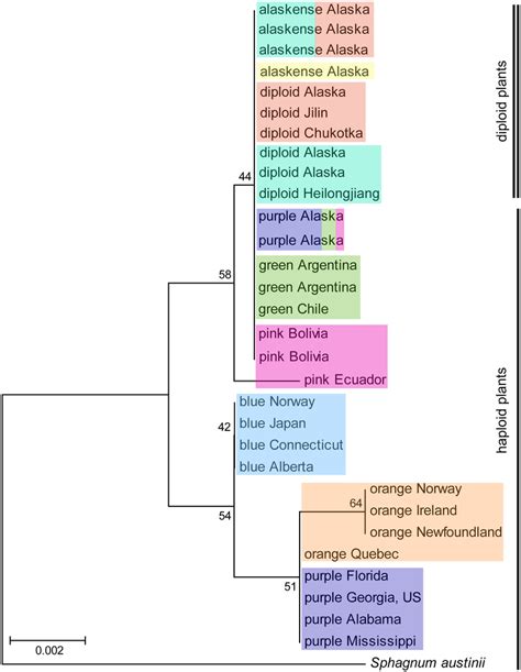 maximum likelihood tree based on chloroplast dna marker trnl for a