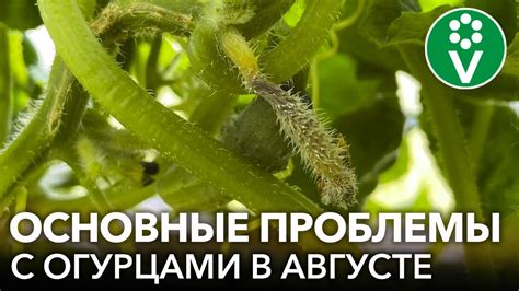 ПОЧЕМУ ОГУРЦЫ ЖЕЛТЕЮТ И ОПАДАЮТ ОТКУДА В ОГУРЦАХ ПУСТОТЫ Причины и