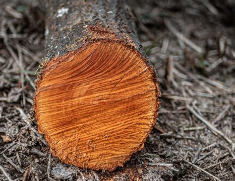 How To Cut Down A Small Tree Phoenix Trim A Tree LLC