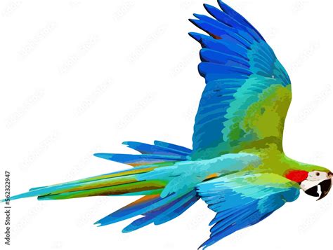 Colorful Harlequin Macaw Flying Isolated On Transparent Background Illustrations Png File Stock