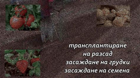 менахичен уред за засаждане на разсад зеленчуци ягоди Youtube