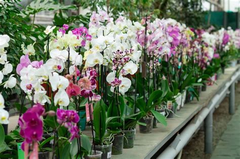 5 Cara Merawat Anggrek Agar Makin Indah Dan Bisa Bikin Kamu Happy