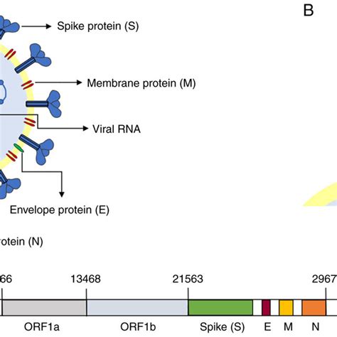 Molecular Structure Of Sars Cov 2 A Sars Cov 2 Viral Particles Are Download Scientific
