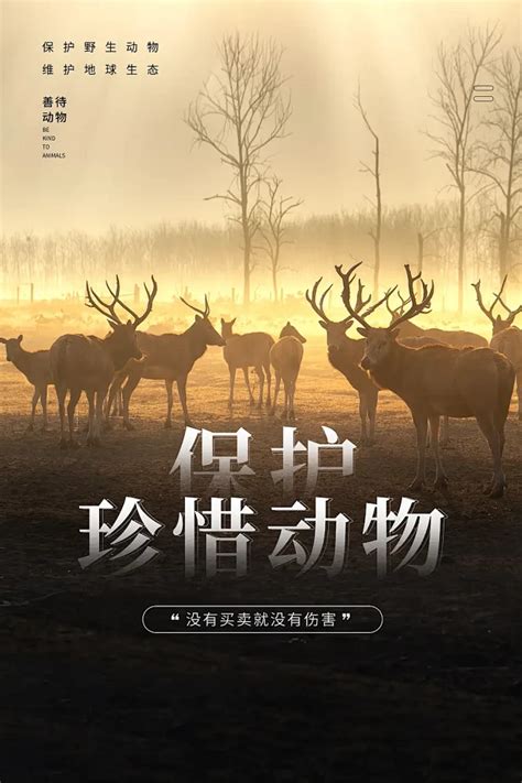 保护野生动物公益宣传海报