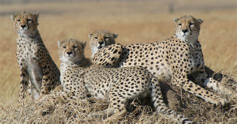 Punnett S Square Cheetah Genome Reveals Low Genetic Diversity