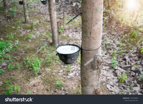 Natural Rubber Latex Trapped Rubber Tree Stock Photo Edit Now 1776746801