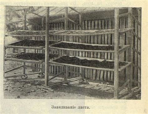 ოზურგეთის ზვანის ჩაის ფაბრიკა და ჩაის საცდელი პლანტაცია 1915 წლის გაზეთებიდან ფოტოები