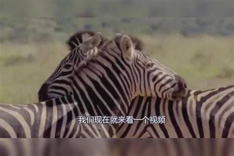斑马幼崽遭狮子捕杀，母斑马彻底怒了，镜头拍下狮子绝望的样子！狮子斑马镜头