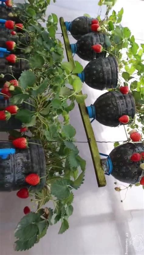 Pin De Elisete Em Artesanato Como Plantar Morangos Hortas Pequenas