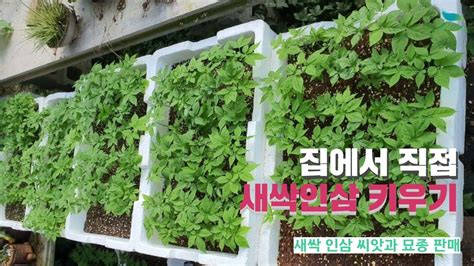 신바람 오늘의 상품 새싹인삼 키우기 판매 Youtube